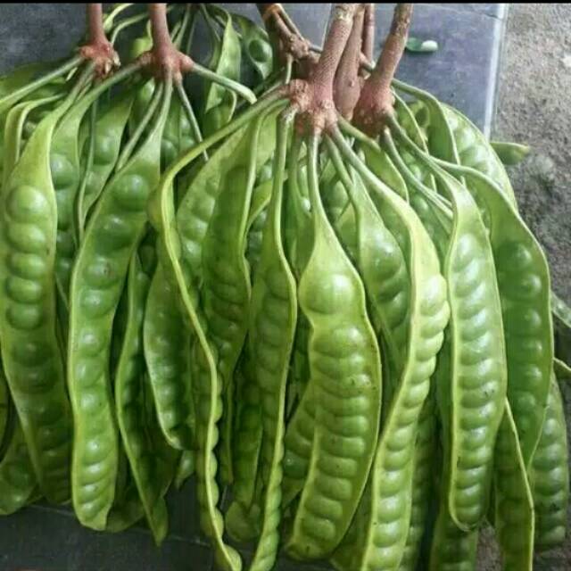 Jual Petai / papan | Shopee Indonesia