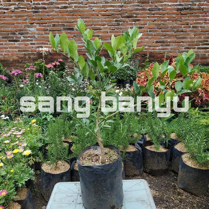 Jual P@G Bibit Tanaman Jeruk Pecel / Nipis Lokal Harbal Toga H2O ...