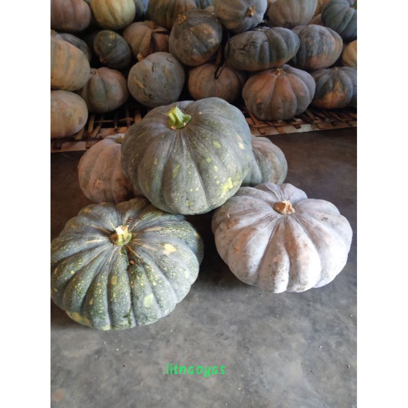 Jual buah labu 2-3 kg | Shopee Indonesia