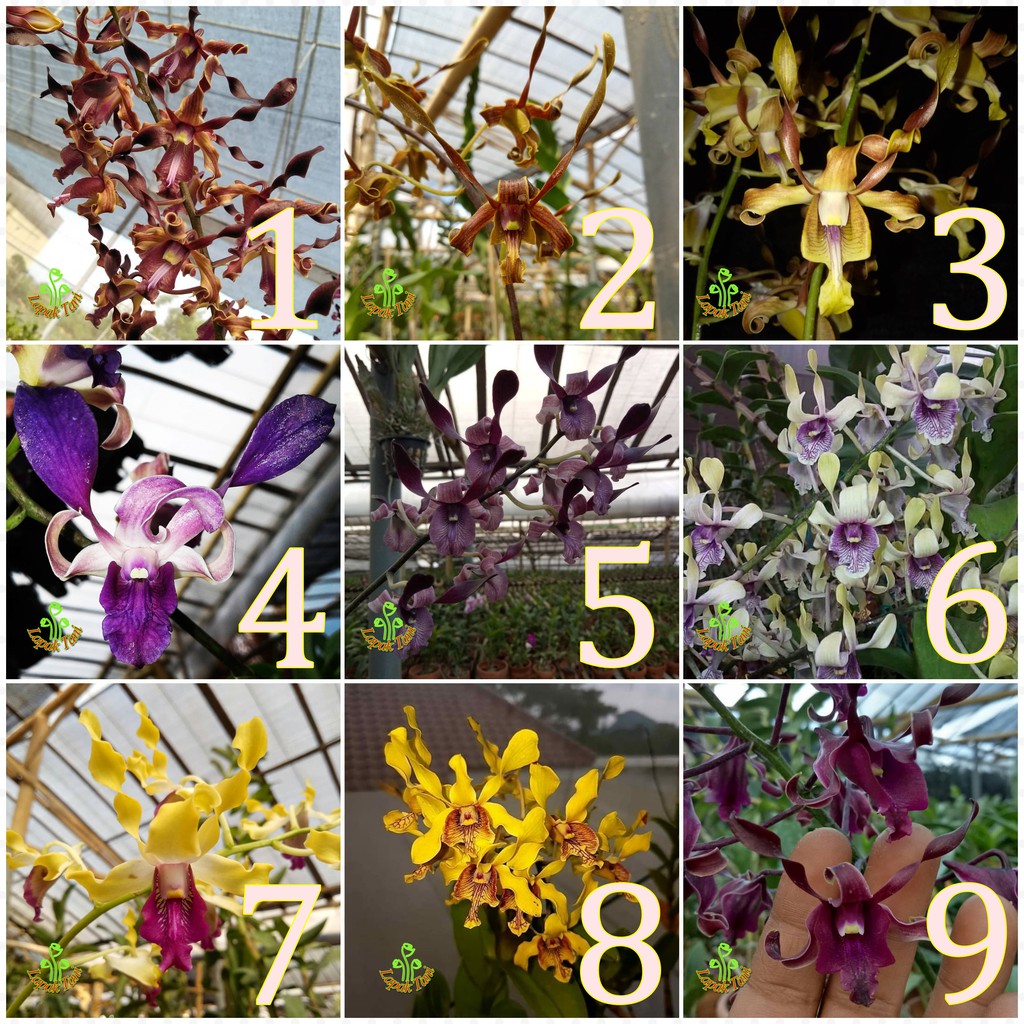 Jual Seedling Anggrek Dendrobium Bunga melintir - keriting Hybrid beli ...
