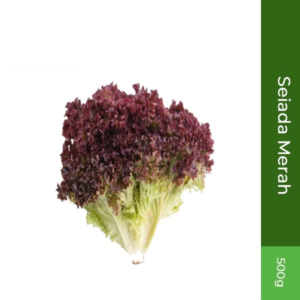 Jual Selada Merah 500gr | Shopee Indonesia