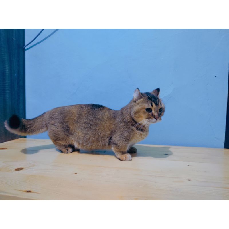 Jual kucing ras british golden munchkin curl / Bsh kinkalaw | Shopee ...