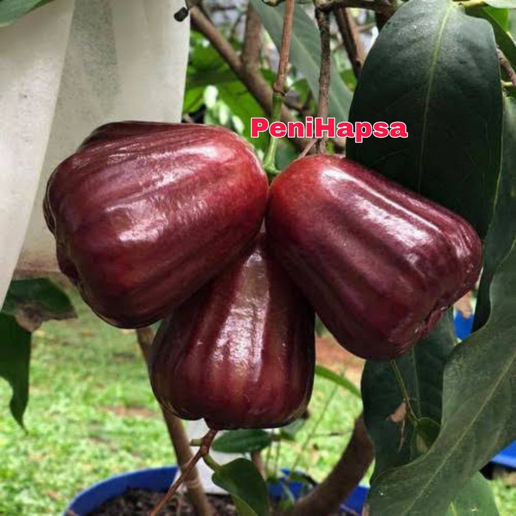 Jual Bibit Jambu Air Mutiara Hitam Hasil Okulasi | Shopee Indonesia