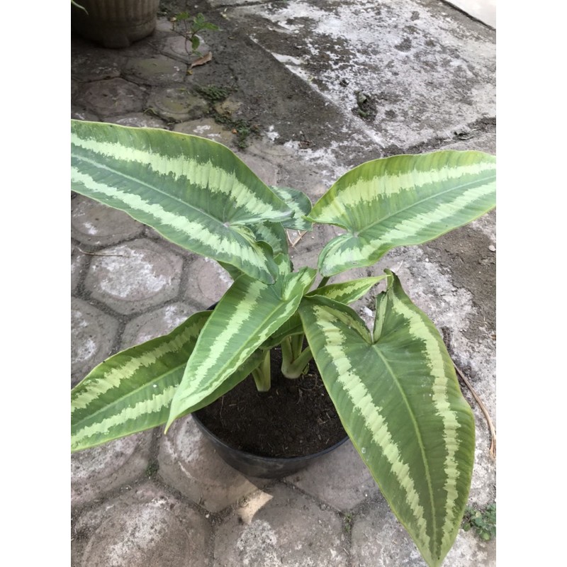 Jual Tanaman hias bunga homalomena schismatoglottis Andromeda | Shopee ...