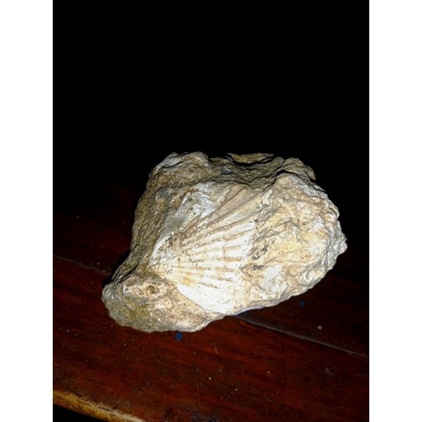 Jual fosil kerang dalam batu | Shopee Indonesia