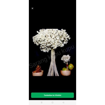 Jual budidaya bunga edelweis bromo | Shopee Indonesia