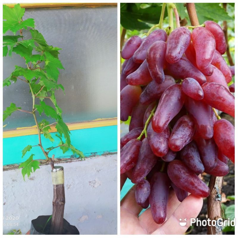 Jual Bibit anggur import flaminco hasil grafting | Shopee Indonesia