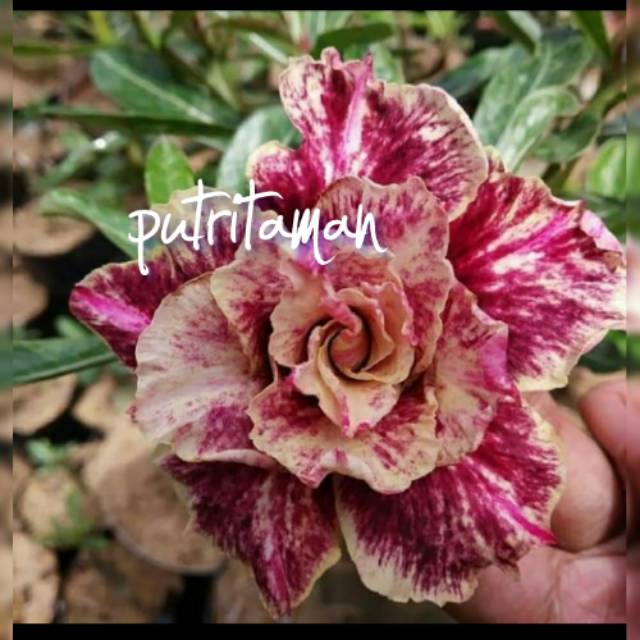 Jual TRENDING Bibit Bunga Kamboja Adenium golden years - Tanaman Hidup ...