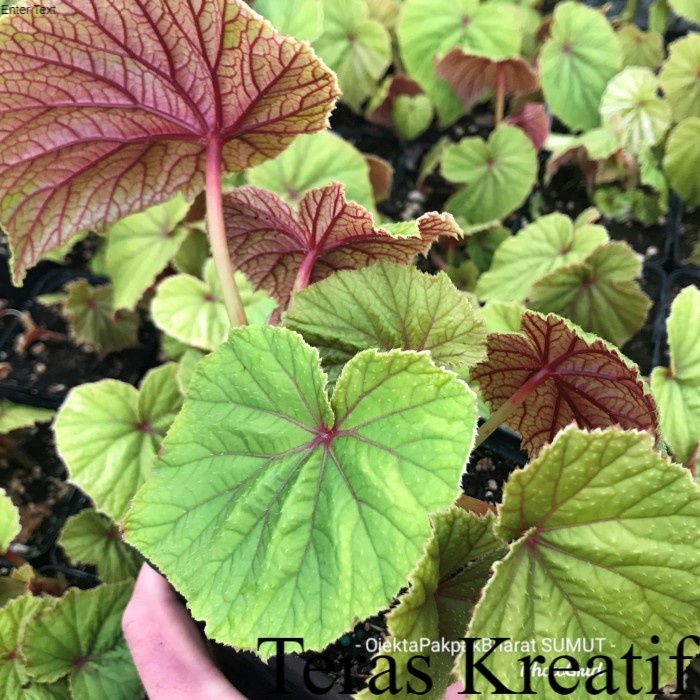 Jual Begonia Grandis#Begonia Hutan Sumatera Begonia grandis ; Bunga ...
