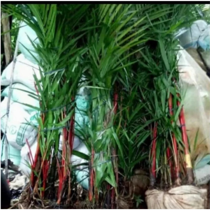 Jual Tanaman hias Palem Merah - bibit palem merah - pohon palem merah ...