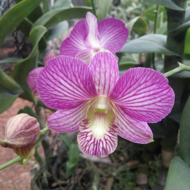 Jual Anggrek dendrobium arindang x burana strip | Shopee Indonesia