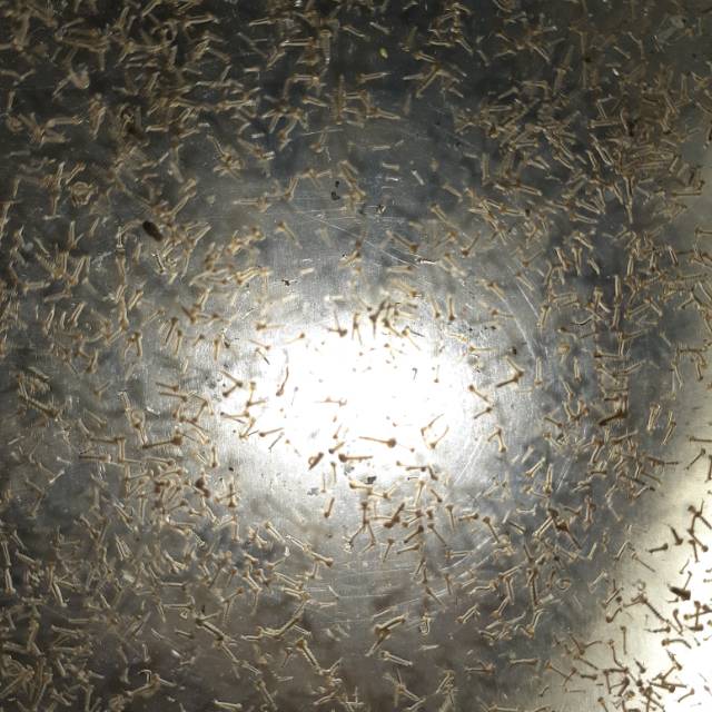 Jual Jenrik nyamuk/encu | Shopee Indonesia