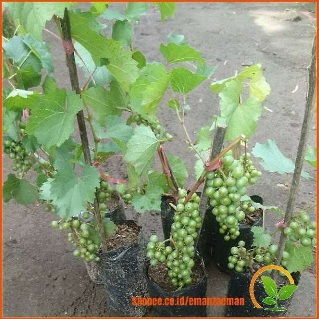 Jual N3Ng Bibit Pohon Anggur Sudah Berbuah / Tanaman Anggur | Shopee ...