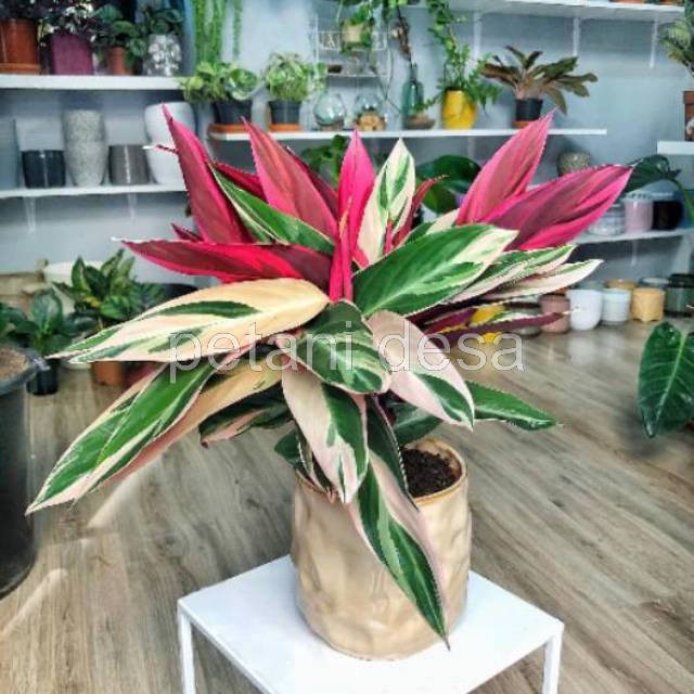 Jual Tanaman kalatea multicolour | Shopee Indonesia