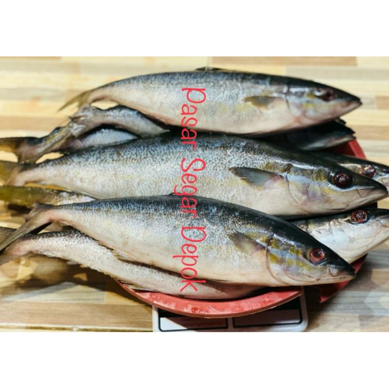 Jual Ikan Salmon Lokal Fresh Pasar Segar Depok | Shopee Indonesia