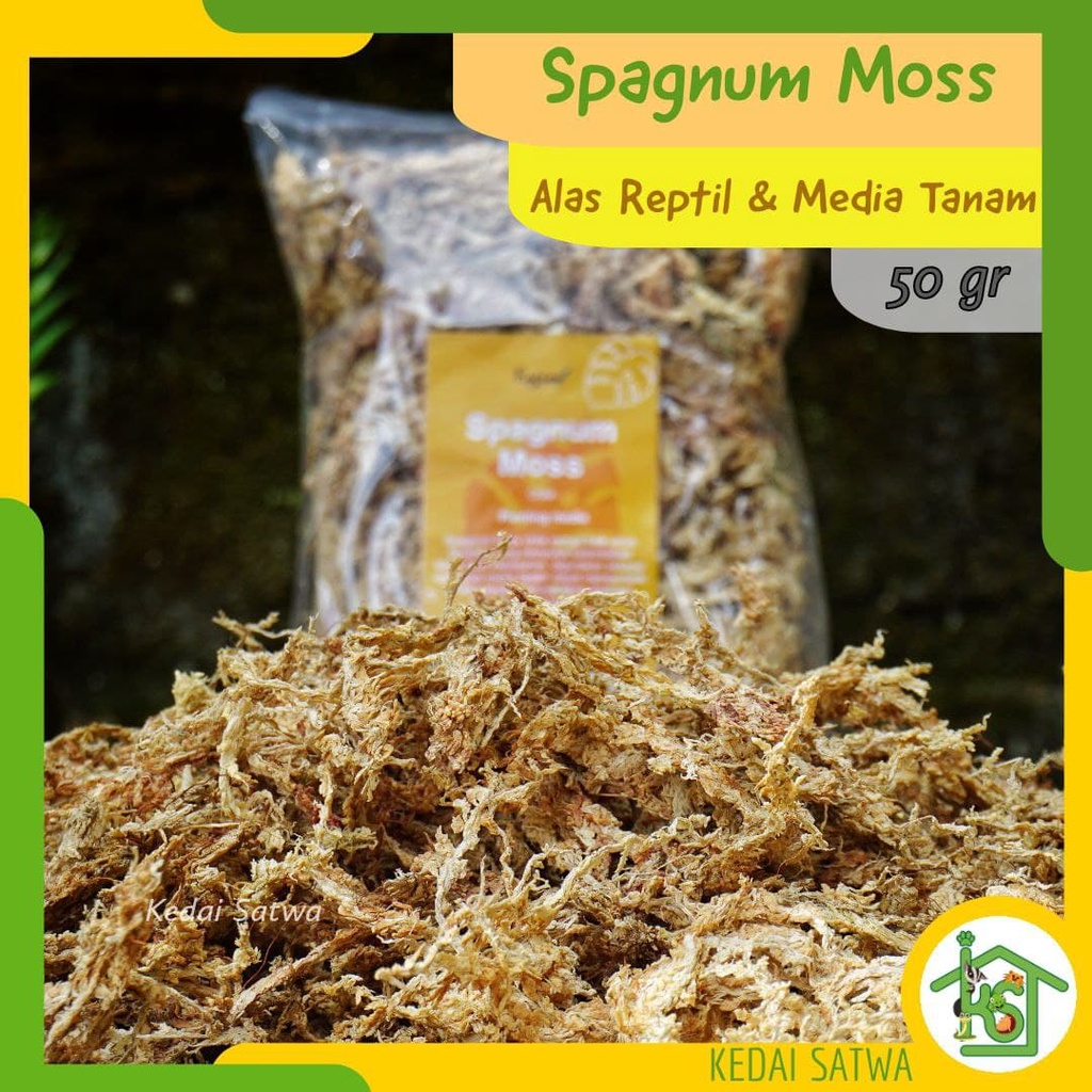 Jual Sphagnum Moss Chile | Lumut Putih Kering Import 50gr | Media Tanam ...