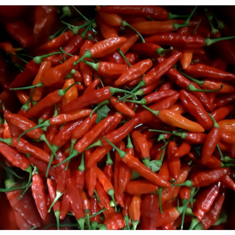 Jual Cabe cabai rawit merah ORI 500 gram cabe merah keriting cabe hijau ...