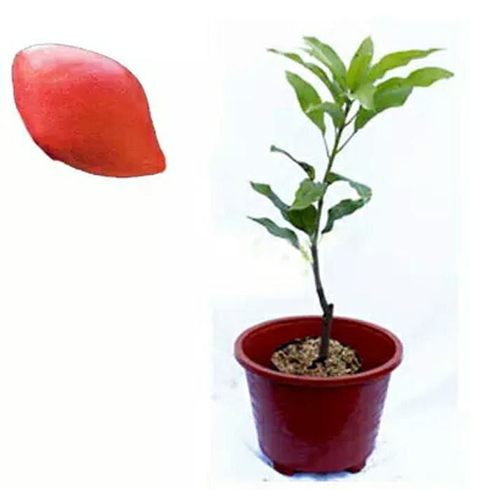 Jual Mangga Emperor (BISA COD BOS) | Shopee Indonesia