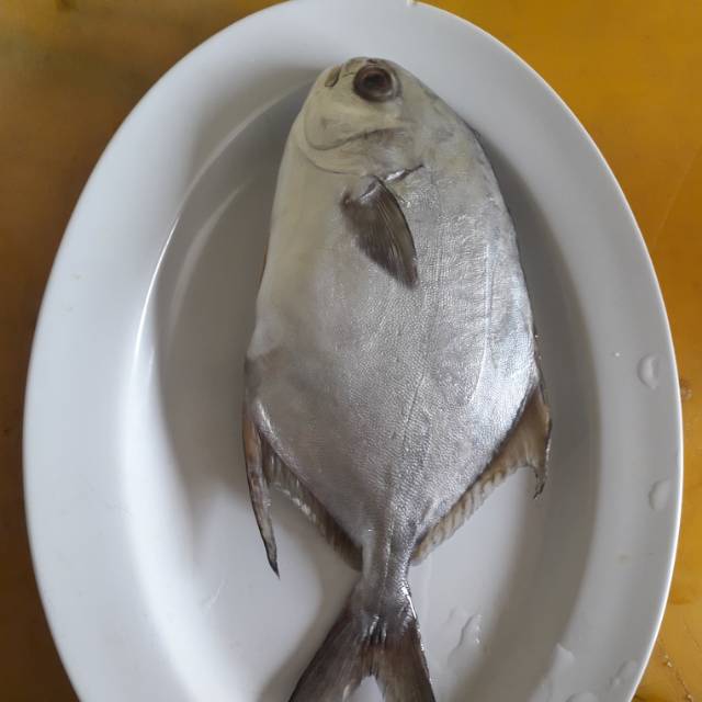Jual Ikan bawal bintang frozen 400-500 gram | Shopee Indonesia