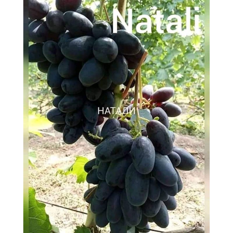 Jual ANGGUR IMPORT NATALIA NINGRAT (GRAPES IMPORT) | Shopee Indonesia