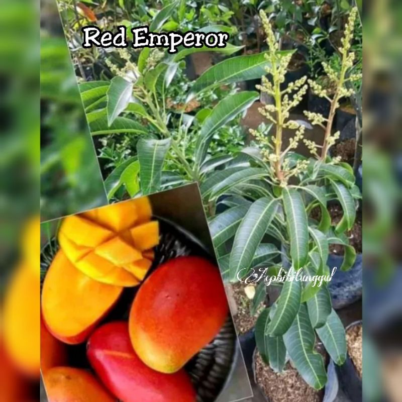 Jual Bibit Mangga Red Emperor | Shopee Indonesia
