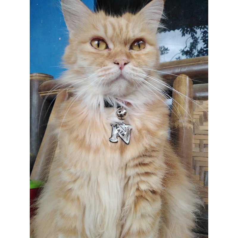 Jual KALUNG KUCING CUSTOM NAMA (INISIAL HURUF) | Shopee Indonesia