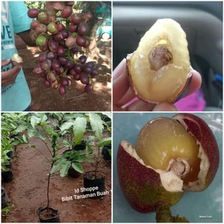 Jual bibit matoa Harga Terbaik & Termurah April 2024 | Shopee Indonesia