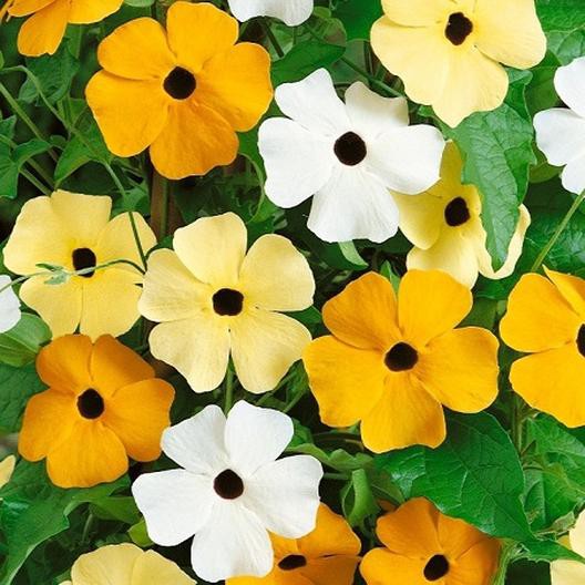 Jual Bibit Benih Biji Bunga Rambat Black Eyed Susan Vine Thunbergia ...