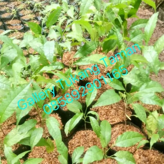 Jual TERBAIK! BIBIT TANAMAN TABEBUYA BUNGA UNGU BKK | Shopee Indonesia