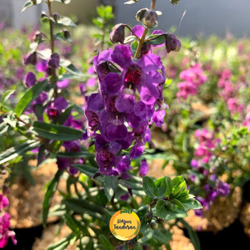 Jual Bunga Lavender Harum dan Wangi / tanaman hias bunga hidup lavender ...