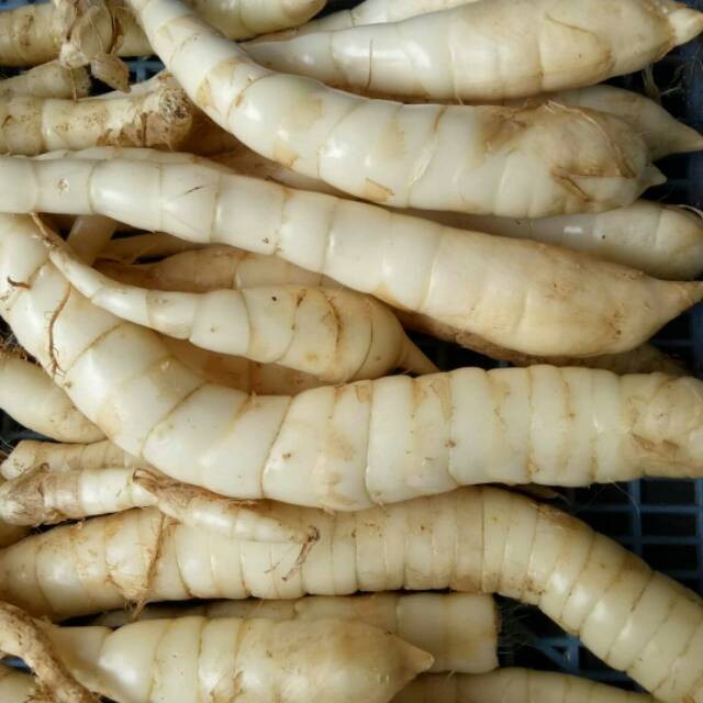 Jual Umbi sagu atau Umbi garut ( bahan aci soba ) 1 kg | Shopee Indonesia