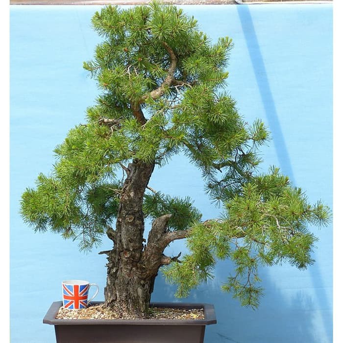 Jual Bibit Benih Biji Pohon Scots Pine Bonsai Pinus Scotlandia Isi 10 ...