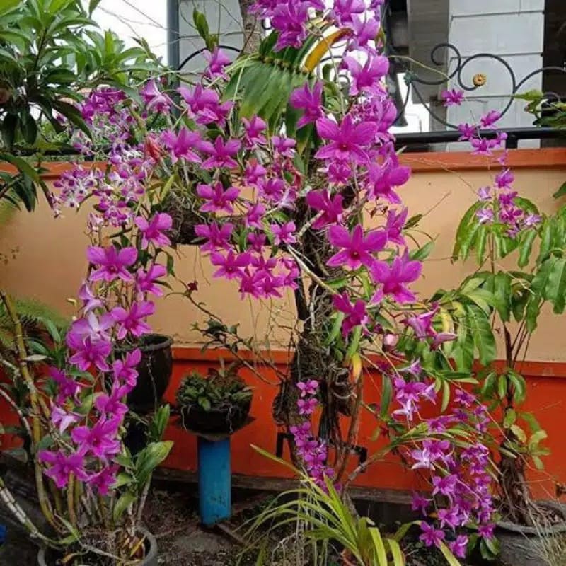 Jual Anggrek Dendrobium Bantimurung rawatan / rumahan | Shopee Indonesia
