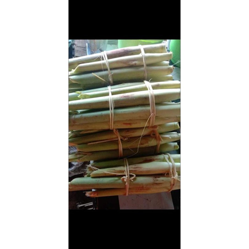 Jual Terubuk Trubuk Atau Turubuk Tebu Telur/Tiwu Endog Murah Terbaik ...