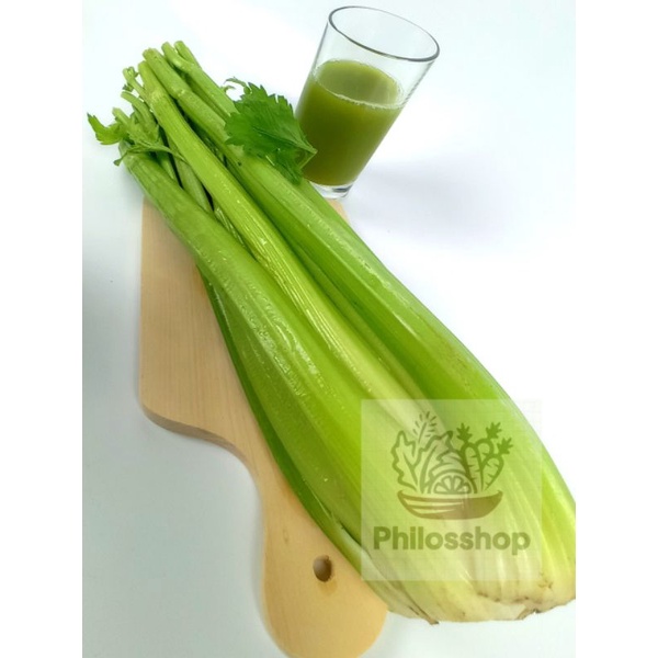 Jual HARGA 1KG Celery Stick import / Seledri Stik import,kualitas ...