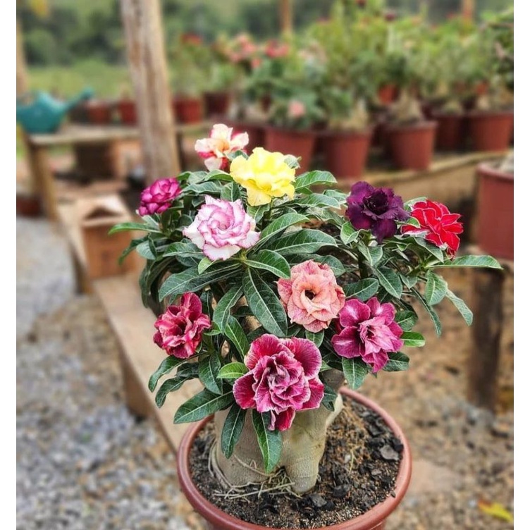 Jual Adenium Bunga Tumpuk Warna Warni Shopee Indonesia