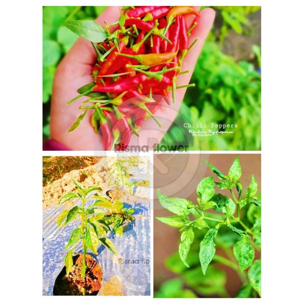 Jual Tanaman pohon cabe rawit Chilli peppers / tanaman cabai masak ...