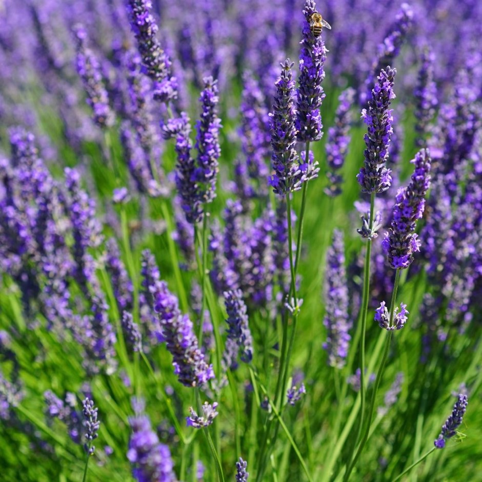 Jual PlantSeed -10 Benih Bibit Bunga Lavender Vera English Unggul ...