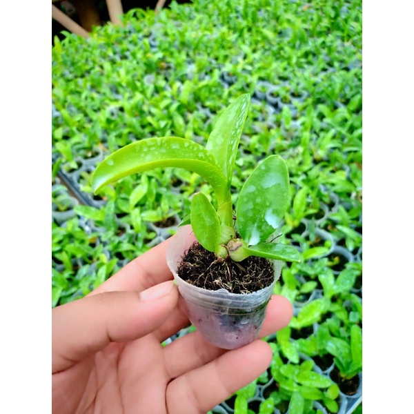 Jual PROMO SEEDLING DENDROBIUM TERMURAH!!!!Paket 10pcs dendrobium bulat ...
