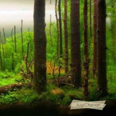 Jual kayu aquascape aquarium kayu kopi per 1kg ukuran panjang sekitar ...