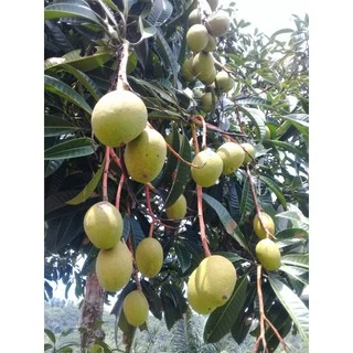 Jual Buah Bacang Terlengkap & Harga Terbaru Desember 2025 | Shopee ...