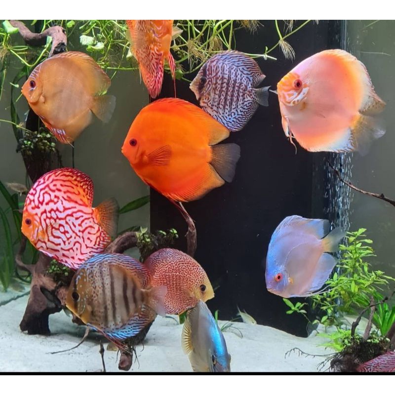 Jual Ikan Discus 5 inch (Indukan) | Shopee Indonesia
