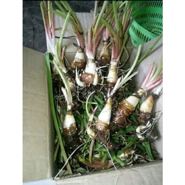 Jual bibit bunga sedap malam super | Shopee Indonesia