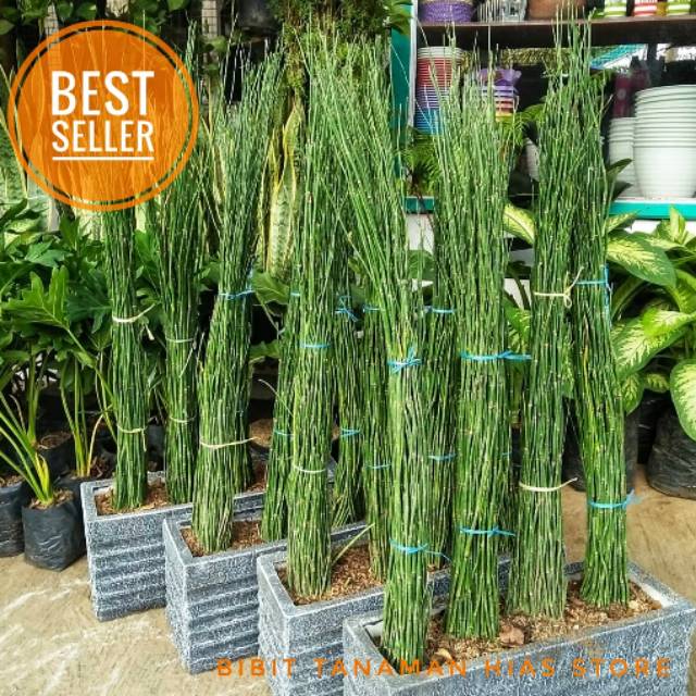 Jual Tanaman Hias Bambu Air / Pohon Bambu Air / Pohon Pembawa Hoki ...