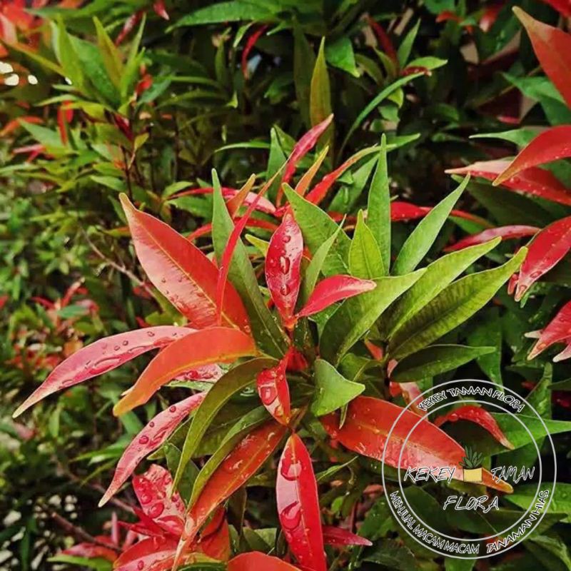 Jual Bibit Tanaman Hias Pucuk Merah-Bibit Pucuk Merah/ Syzygium Oleana ...