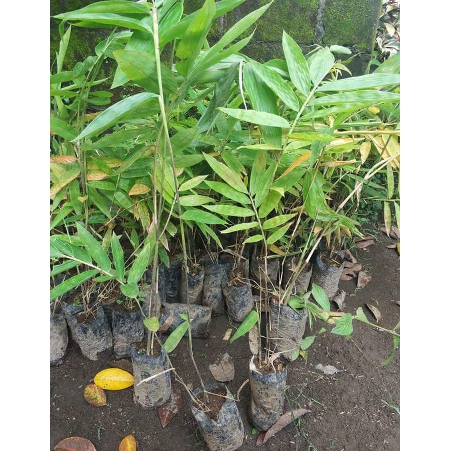 Jual Bibit Pohon Bambu Petung Atau Betung Kultur Jaringan | Shopee ...