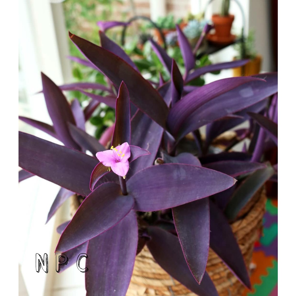 Jual TANAMAN HIAS TRADESCANTIA PALIDA PURPLE HEART | ADAM HAWA UNGU PER ...