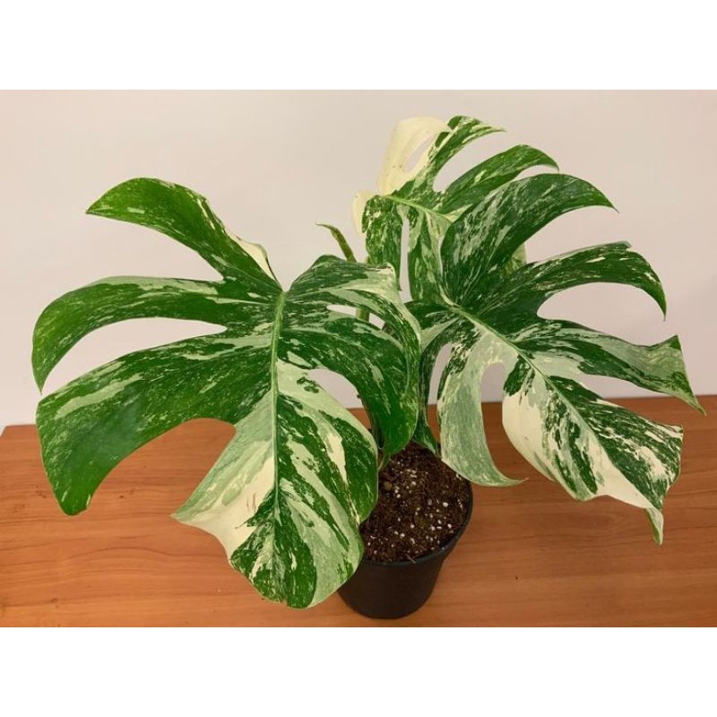 Jual tanaman hias monstera variegata menor | Shopee Indonesia Jual tanaman hias monstera variegata menor | Shopee Indonesia