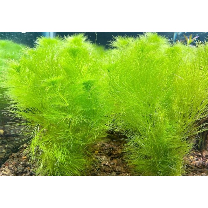 Jual Kabomba Hijau / Green Cabomba / Tanaman Hias Aquascape | Shopee ...