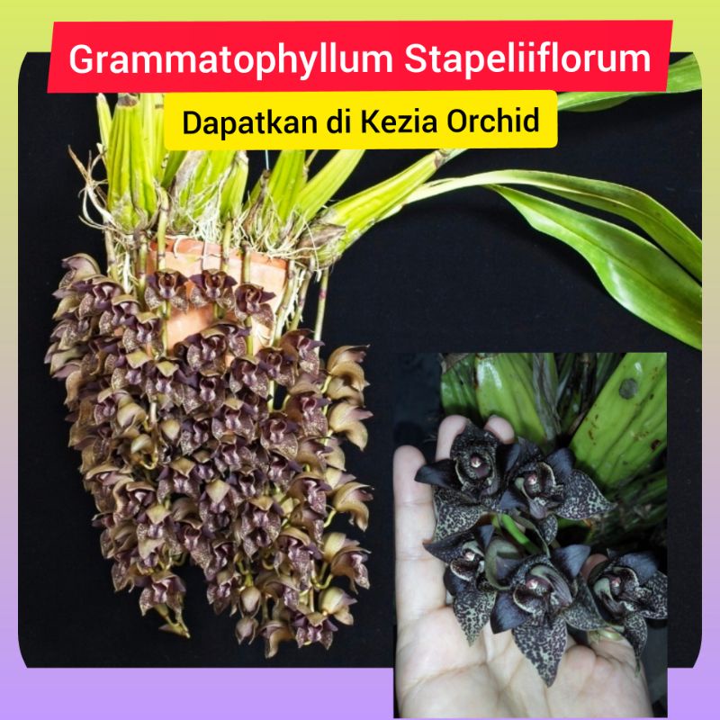 Jual Anggrek Macan Grammatophyllum Scriptum ; Martae ; Anggrek hitam ...